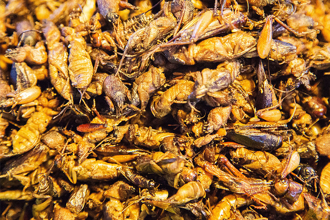 Siguen existiendo obstáculos para el uso de insectos en la alimentación ...