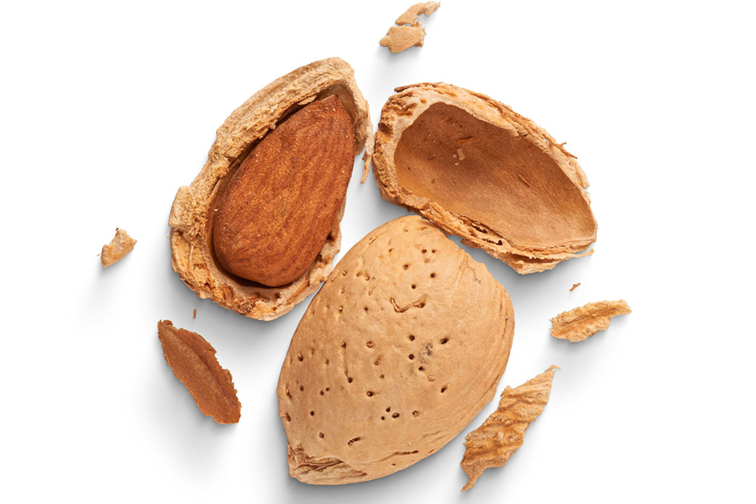 Uso de levadura para convertir cáscaras de almendra en pienso - All ...